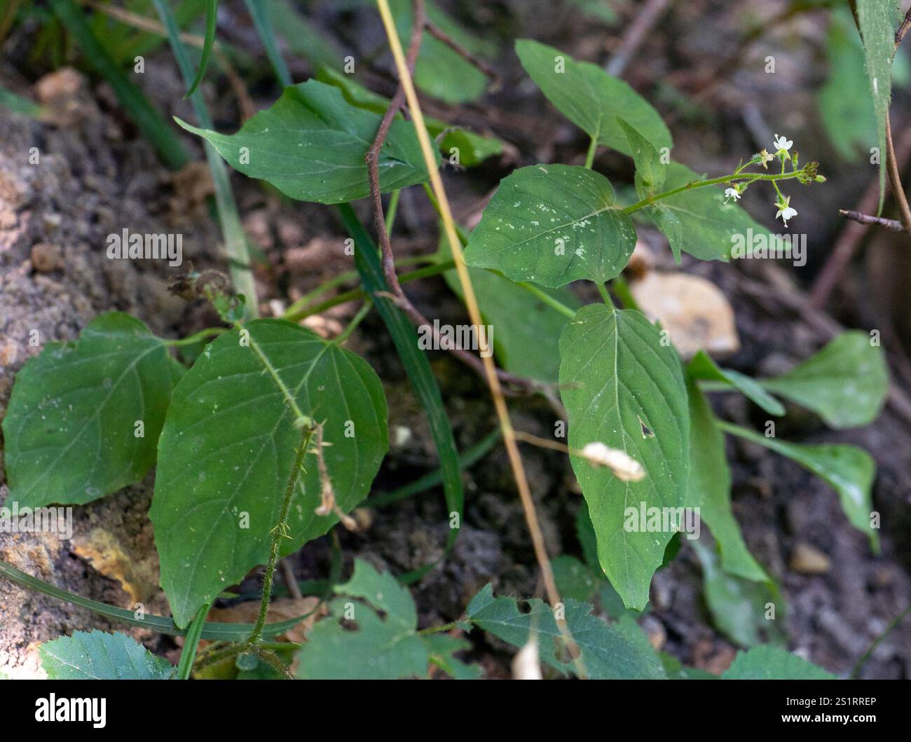 enchanter's-nightshade (Circaea lutetiana Stock Photo - Alamy