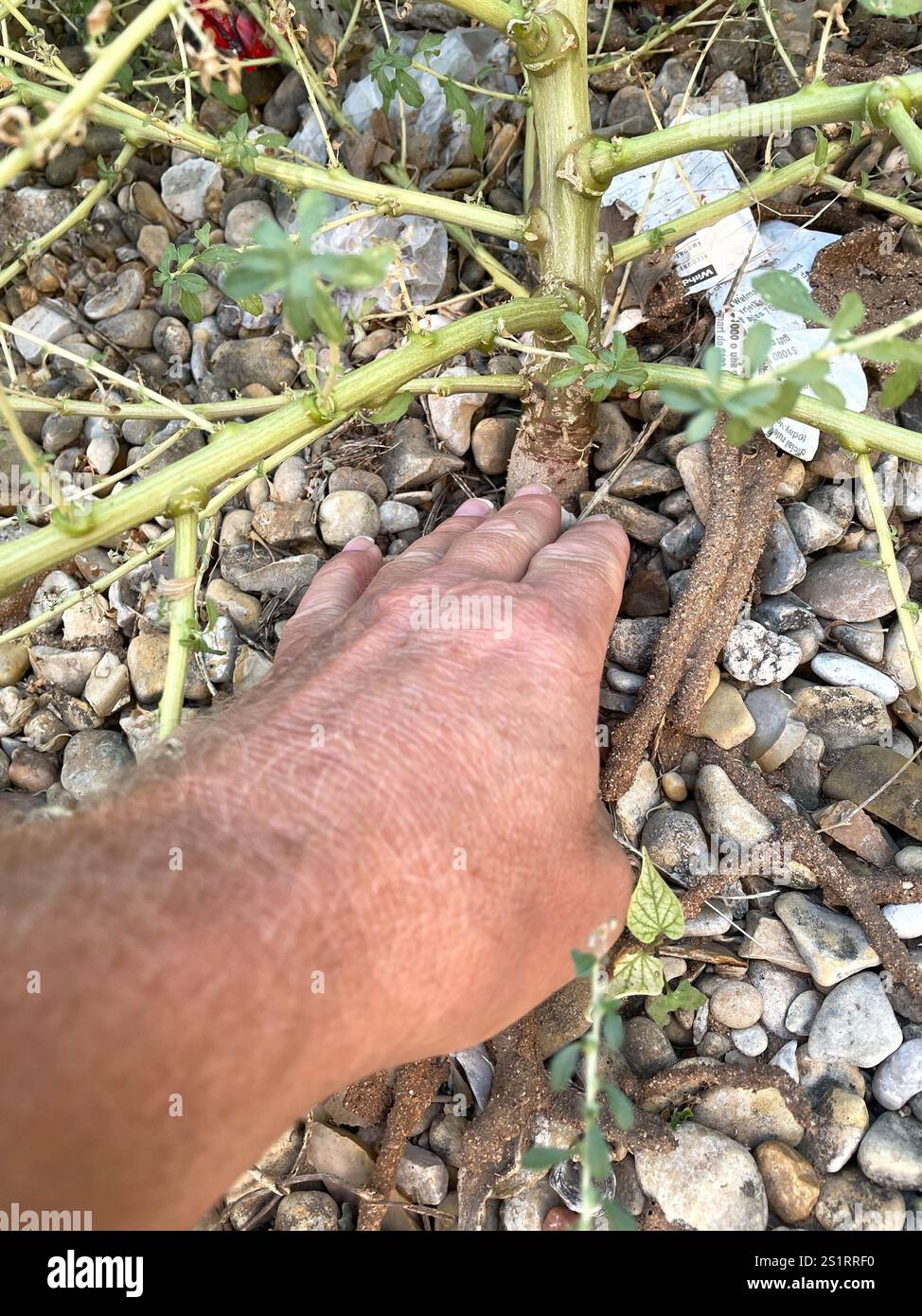 prostrate pigweed (Amaranthus albus Stock Photo - Alamy