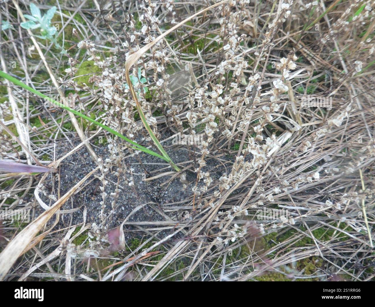 Spring Speedwell (Veronica verna Stock Photo - Alamy