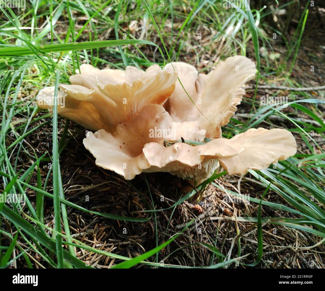 Shoehorn Oyster Mushroom