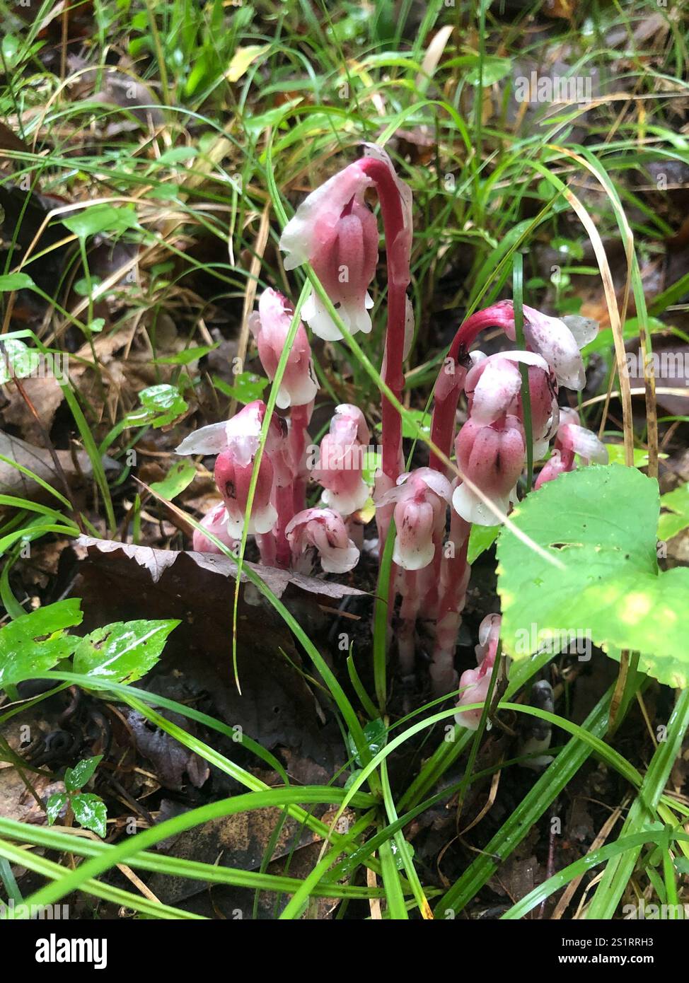 Ghost Pipe (Monotropa uniflora Stock Photo - Alamy