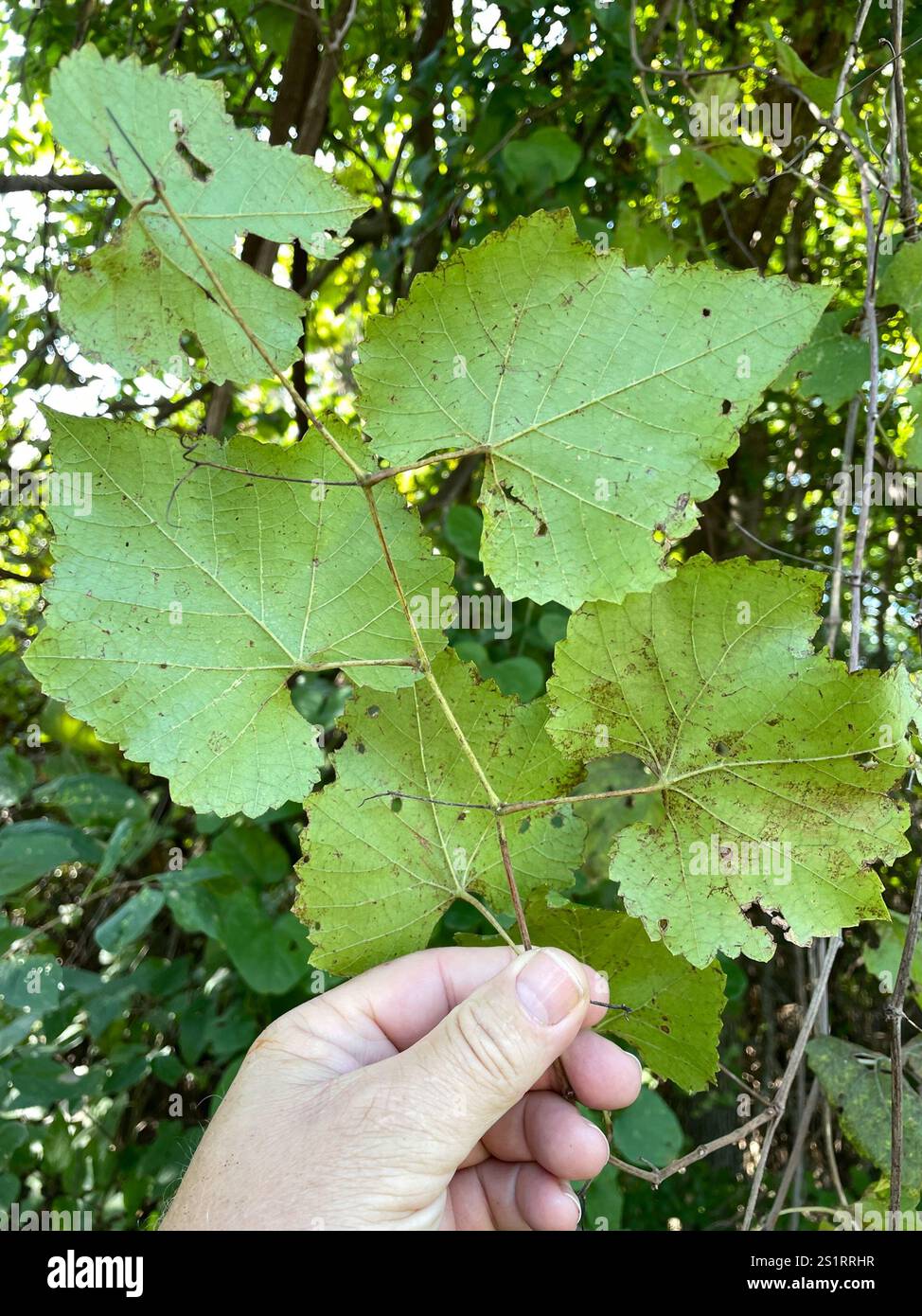 graybark grape (Vitis cinerea Stock Photo - Alamy