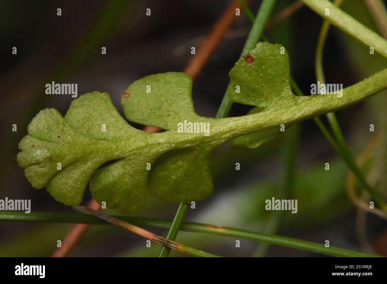Mingan moonwort (Botrychium minganense Stock Photo - Alamy