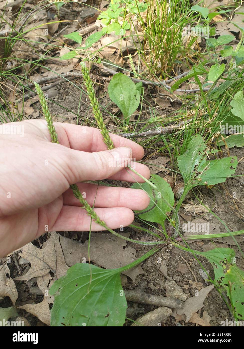 American plantain (Plantago rugelii Stock Photo - Alamy