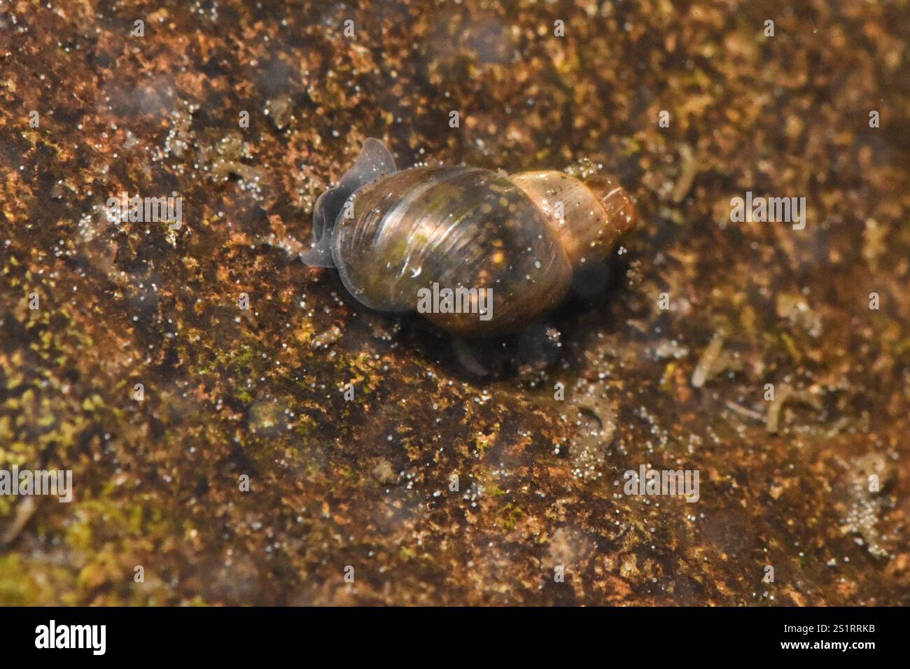 Pond Snails, Bladder Snails, and Allies (Lymnaeoidea Stock Photo - Alamy