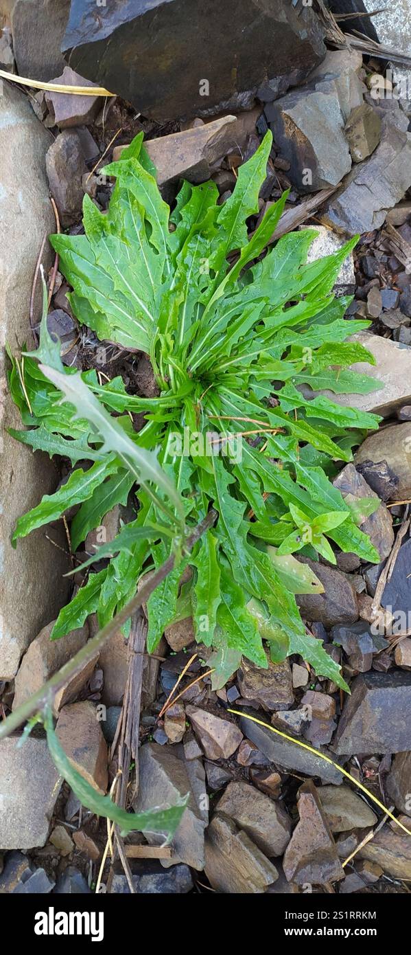 narrow-leaved hawksbeard (Crepis tectorum Stock Photo - Alamy