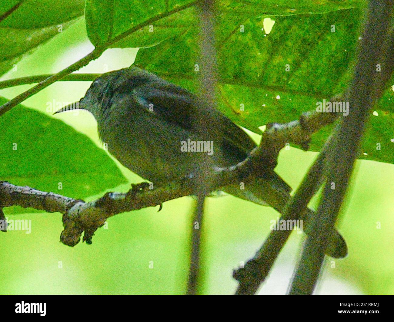 Plain Sunbird (Anthreptes simplex Stock Photo - Alamy