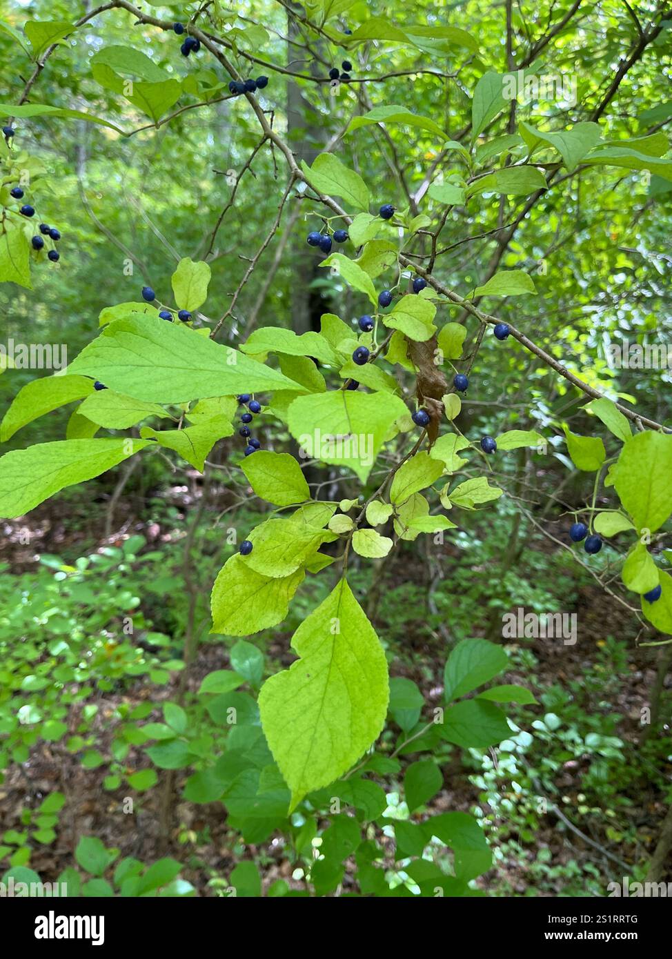sapphire-berry (Symplocos paniculata Stock Photo - Alamy
