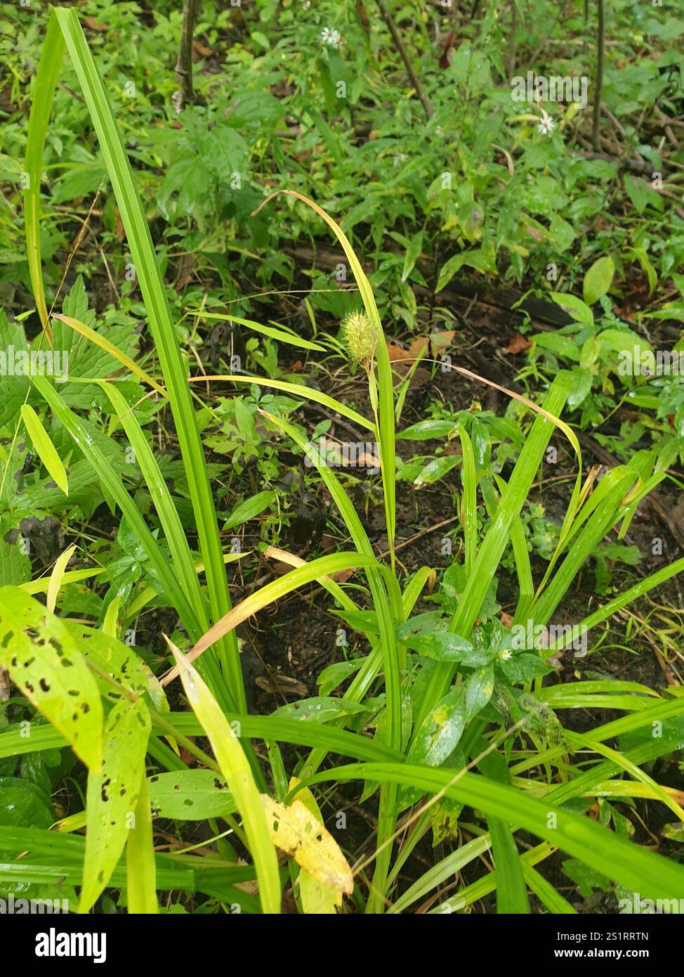 cattail sedge (Carex typhina Stock Photo - Alamy