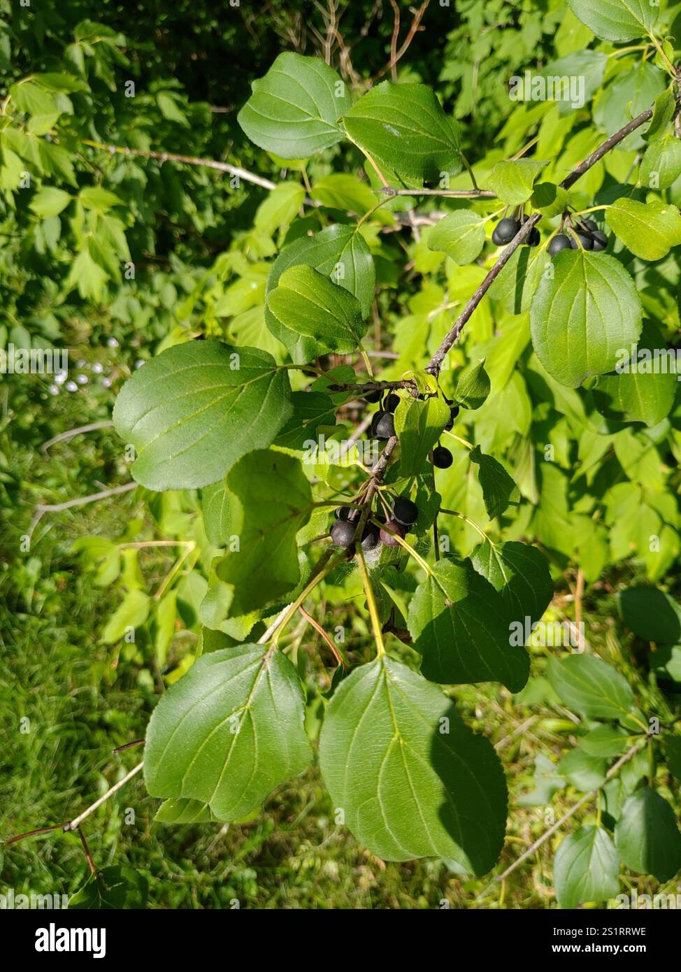 common buckthorn (Rhamnus cathartica Stock Photo - Alamy