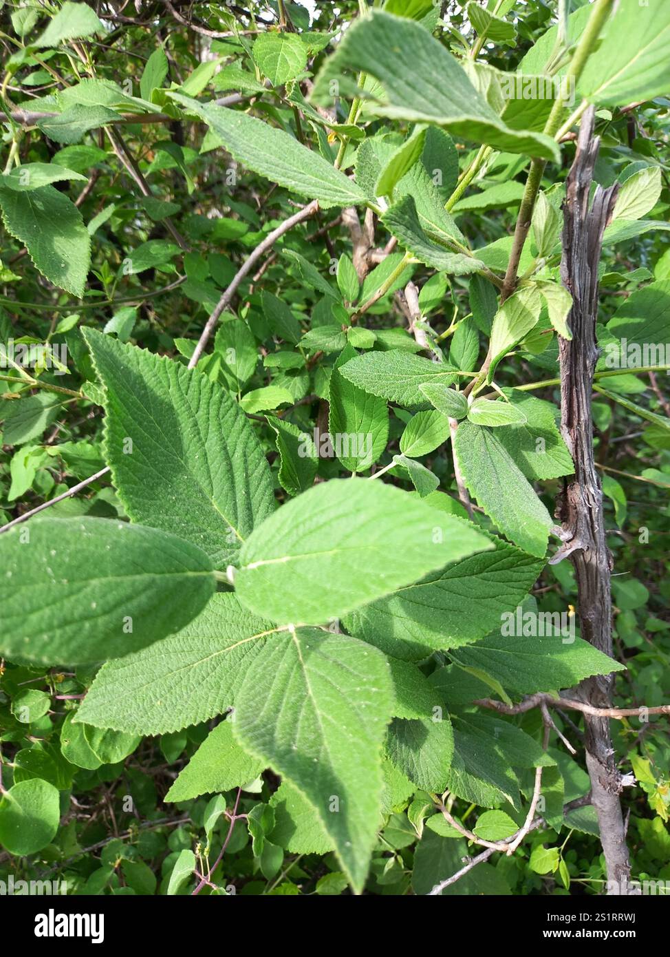 Wayfaring-tree (Viburnum lantana Stock Photo - Alamy