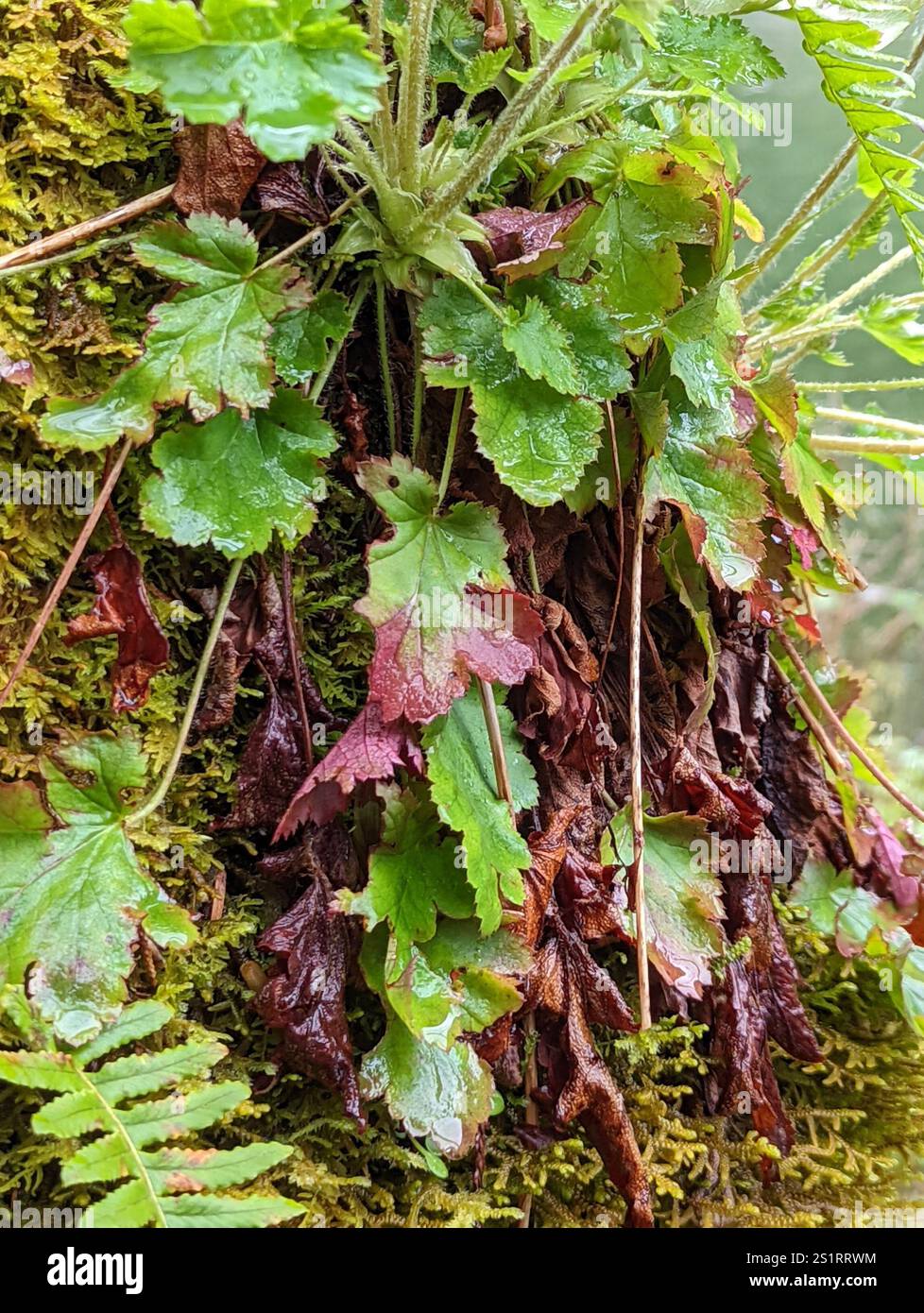 crevice alumroot (Heuchera micrantha Stock Photo - Alamy