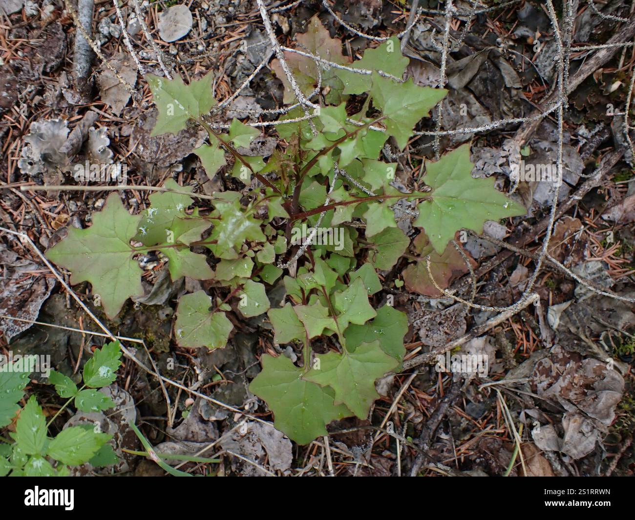 Wall Lettuce (Mycelis muralis Stock Photo - Alamy
