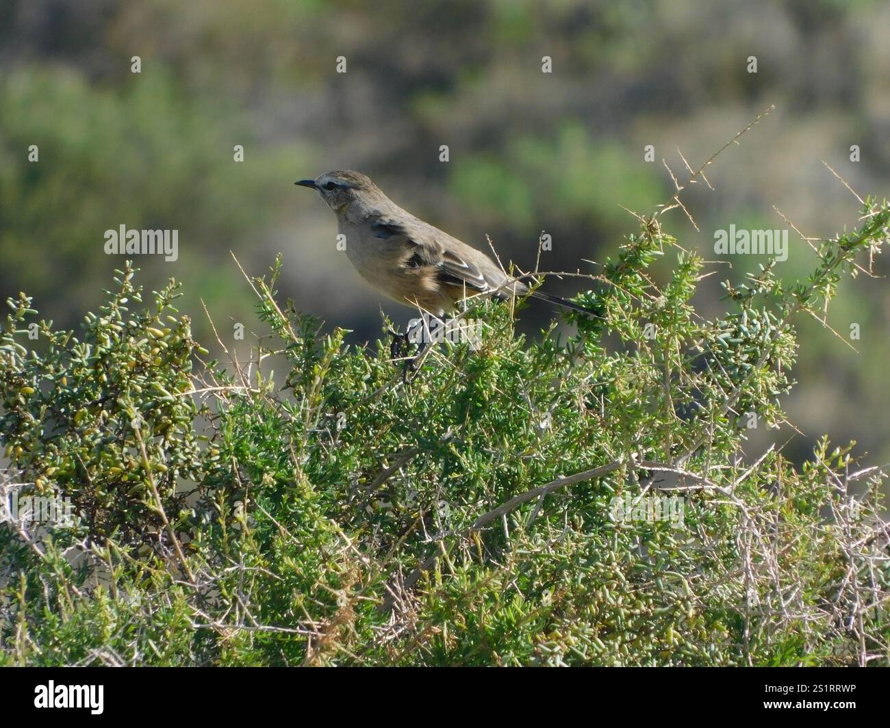 Patagonian Mockingbird (Mimus patagonicus Stock Photo - Alamy