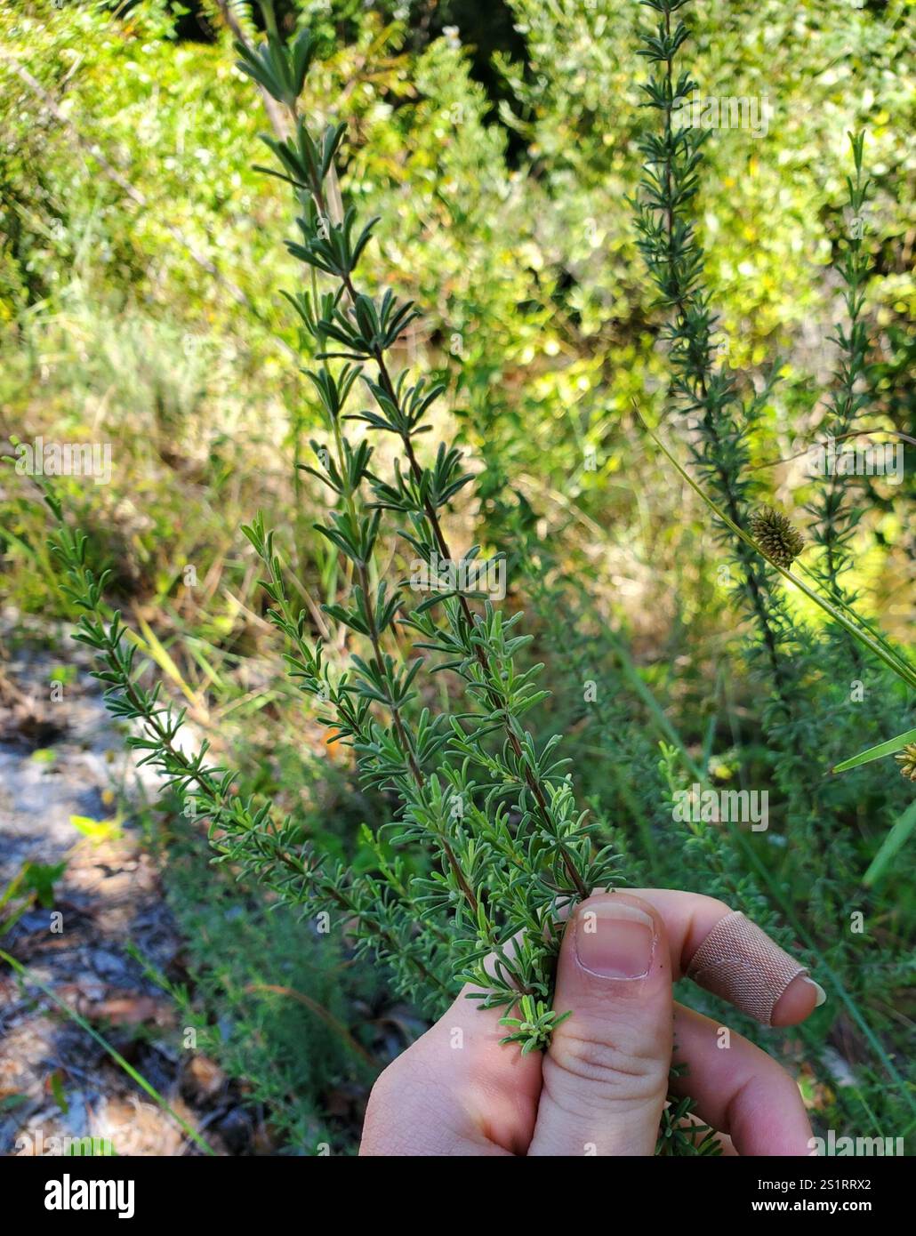 False Rosemary (Conradina canescens Stock Photo - Alamy