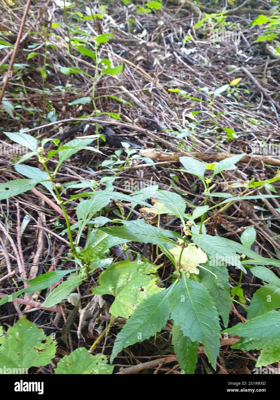 sweet bugleweed (Lycopus virginicus Stock Photo - Alamy