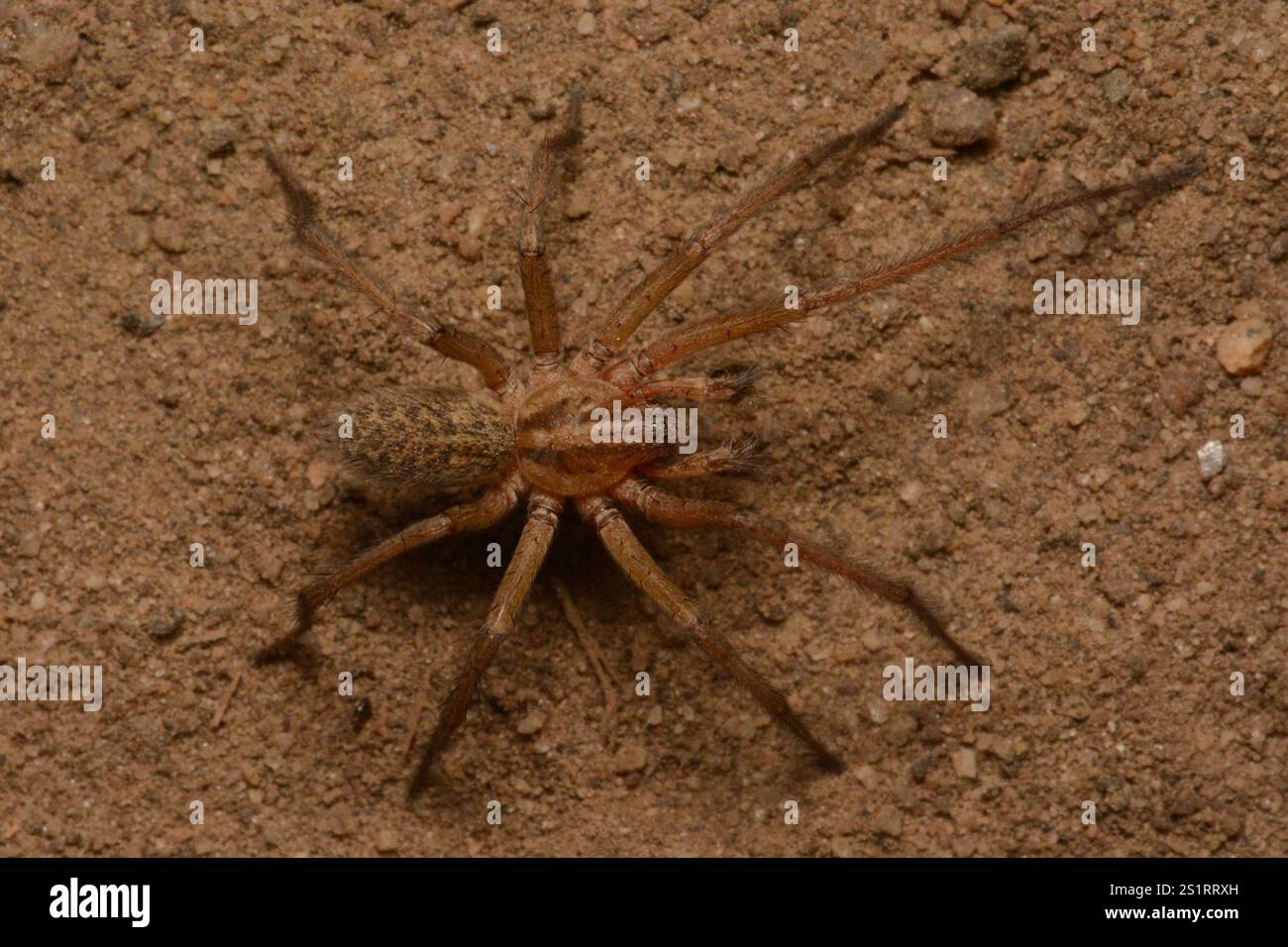 Hobo Spider (Eratigena agrestis Stock Photo - Alamy
