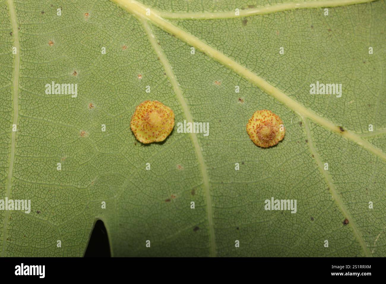 Common Spangle Gall Wasp (Neuroterus quercusbaccarum Stock Photo - Alamy