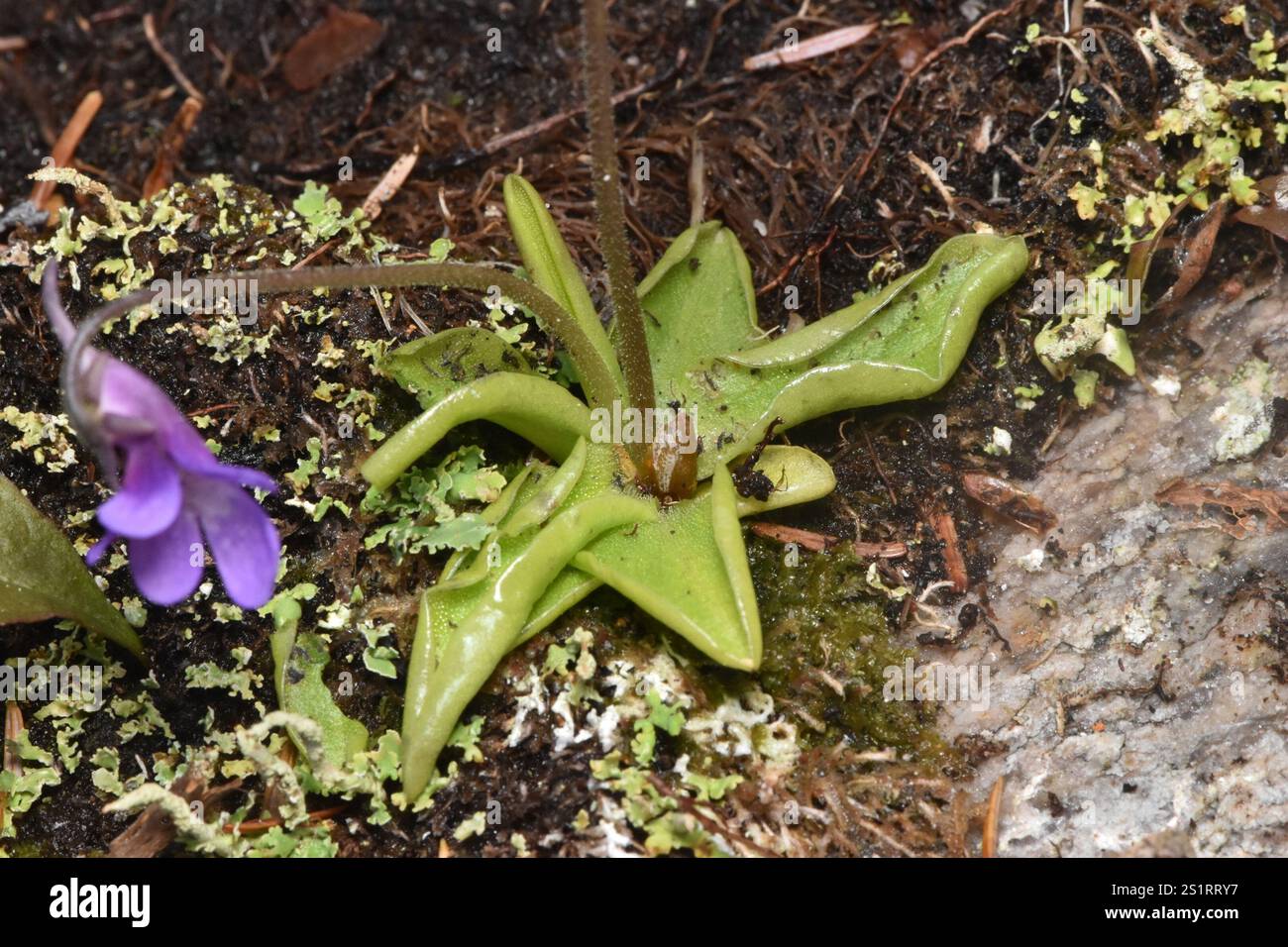 Common Butterwort (Pinguicula vulgaris Stock Photo - Alamy