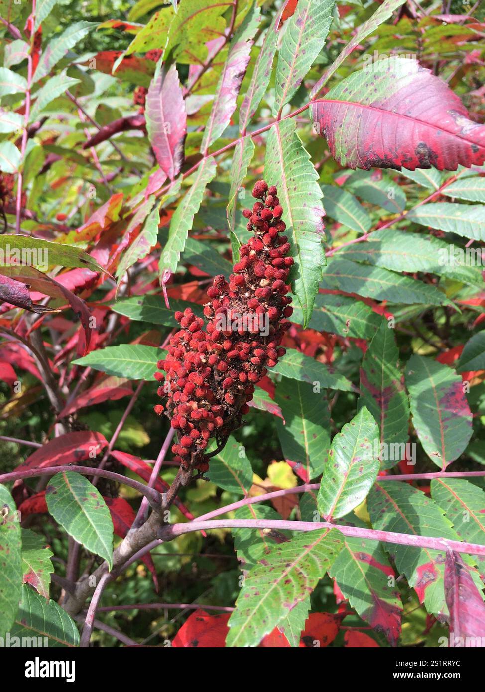 smooth sumac (Rhus glabra Stock Photo - Alamy