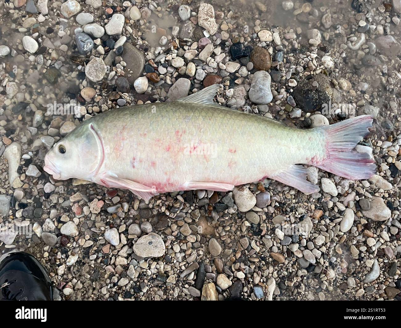 Smallmouth Buffalo (Ictiobus bubalus Stock Photo - Alamy