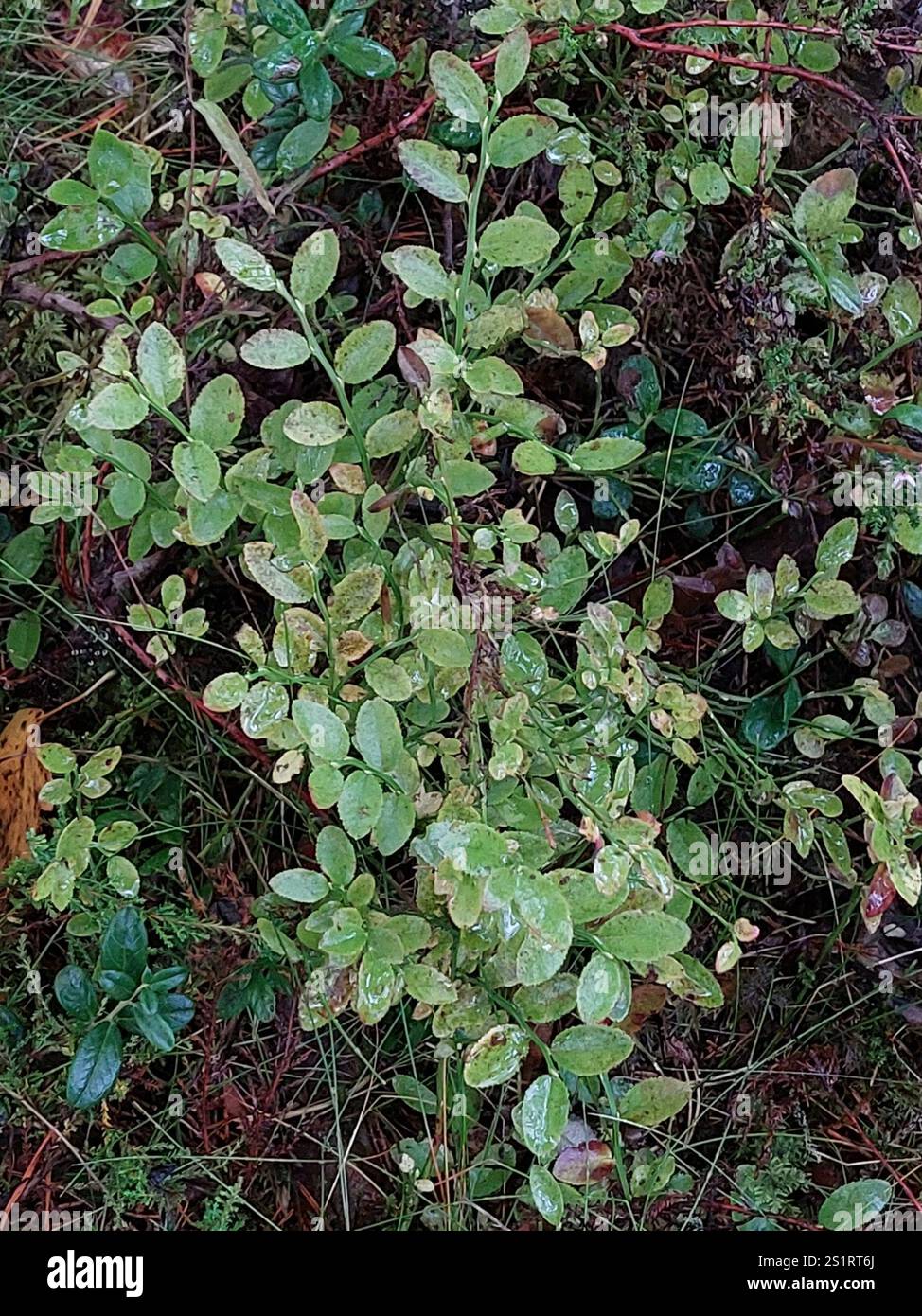 common bilberry (Vaccinium myrtillus Stock Photo - Alamy