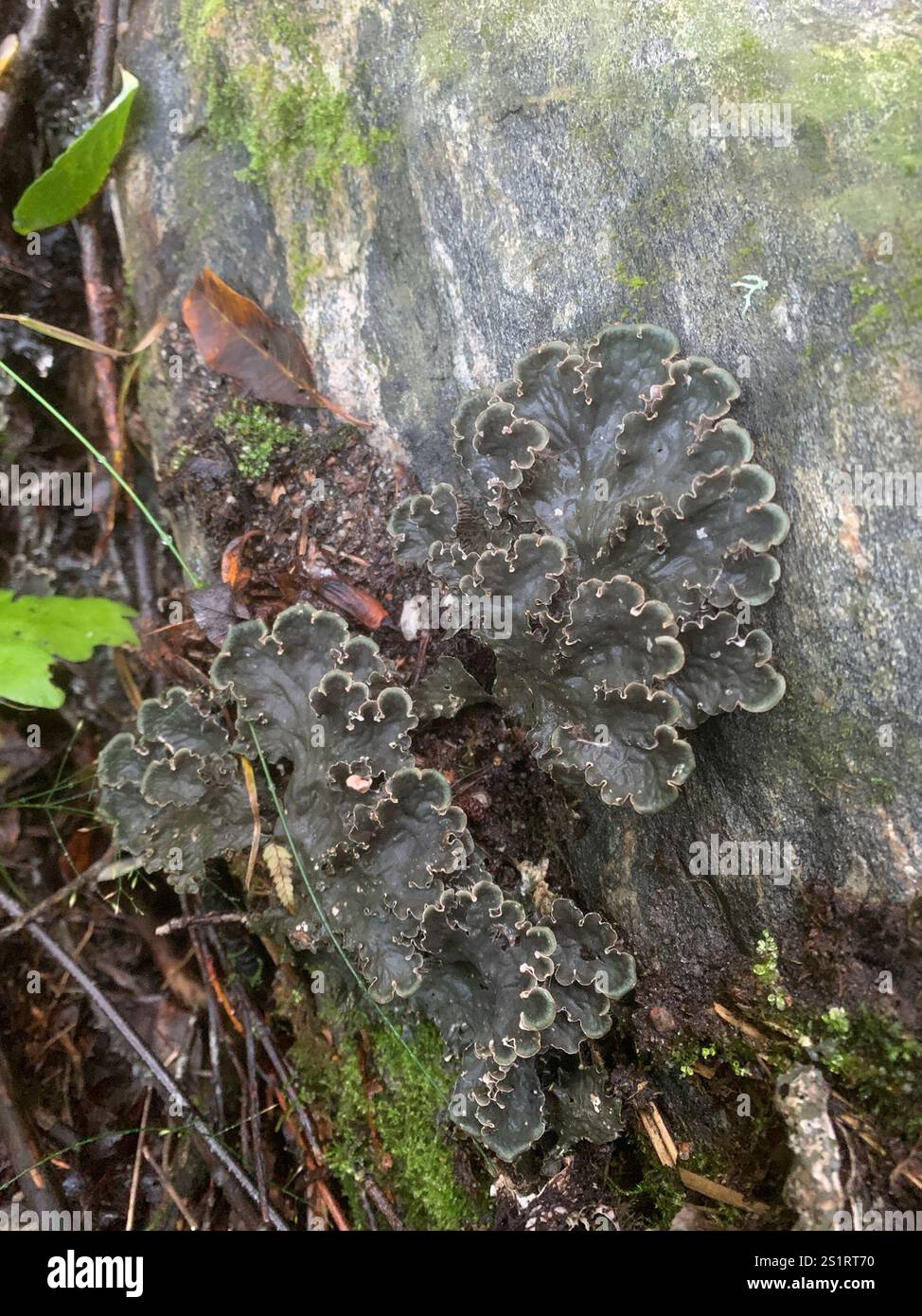 horizontal pelt lichen (Peltigera horizontalis Stock Photo - Alamy