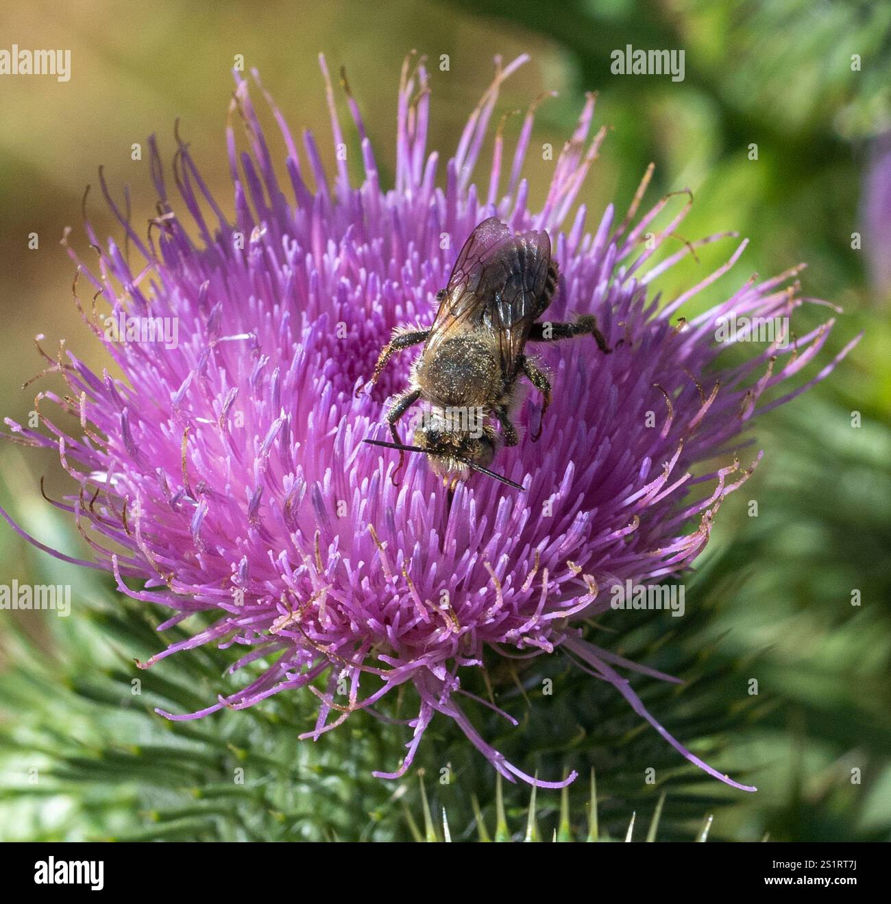Woodborer Bees (Lithurgus Stock Photo - Alamy
