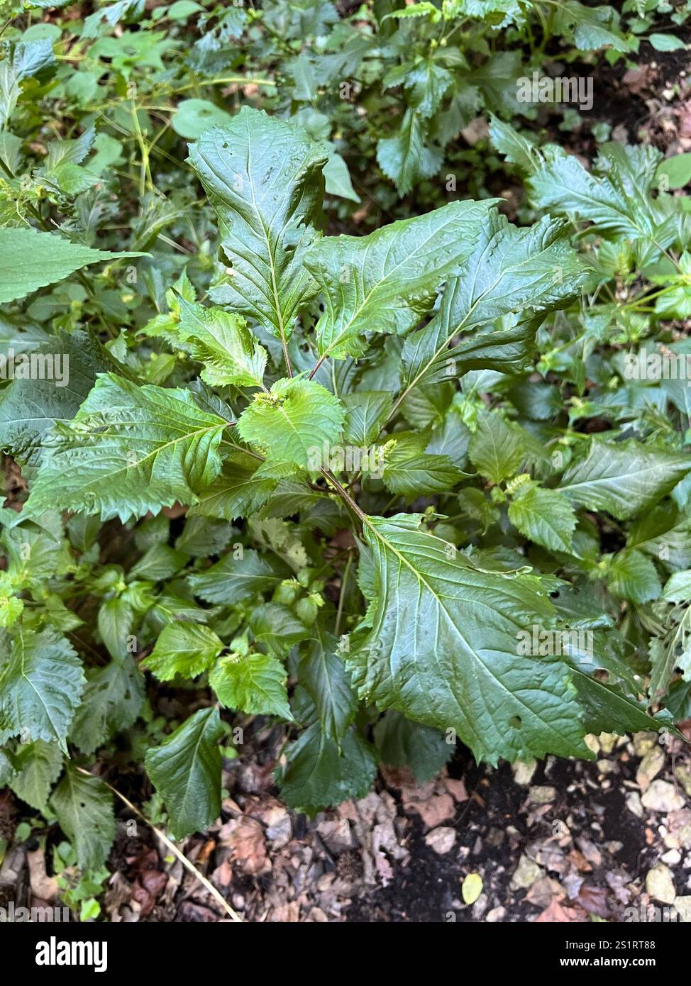beefsteak plant (Perilla frutescens Stock Photo - Alamy