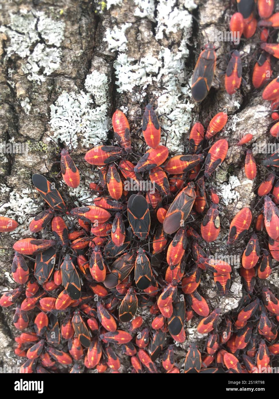 Eastern Boxelder Bug (Boisea trivittata Stock Photo - Alamy