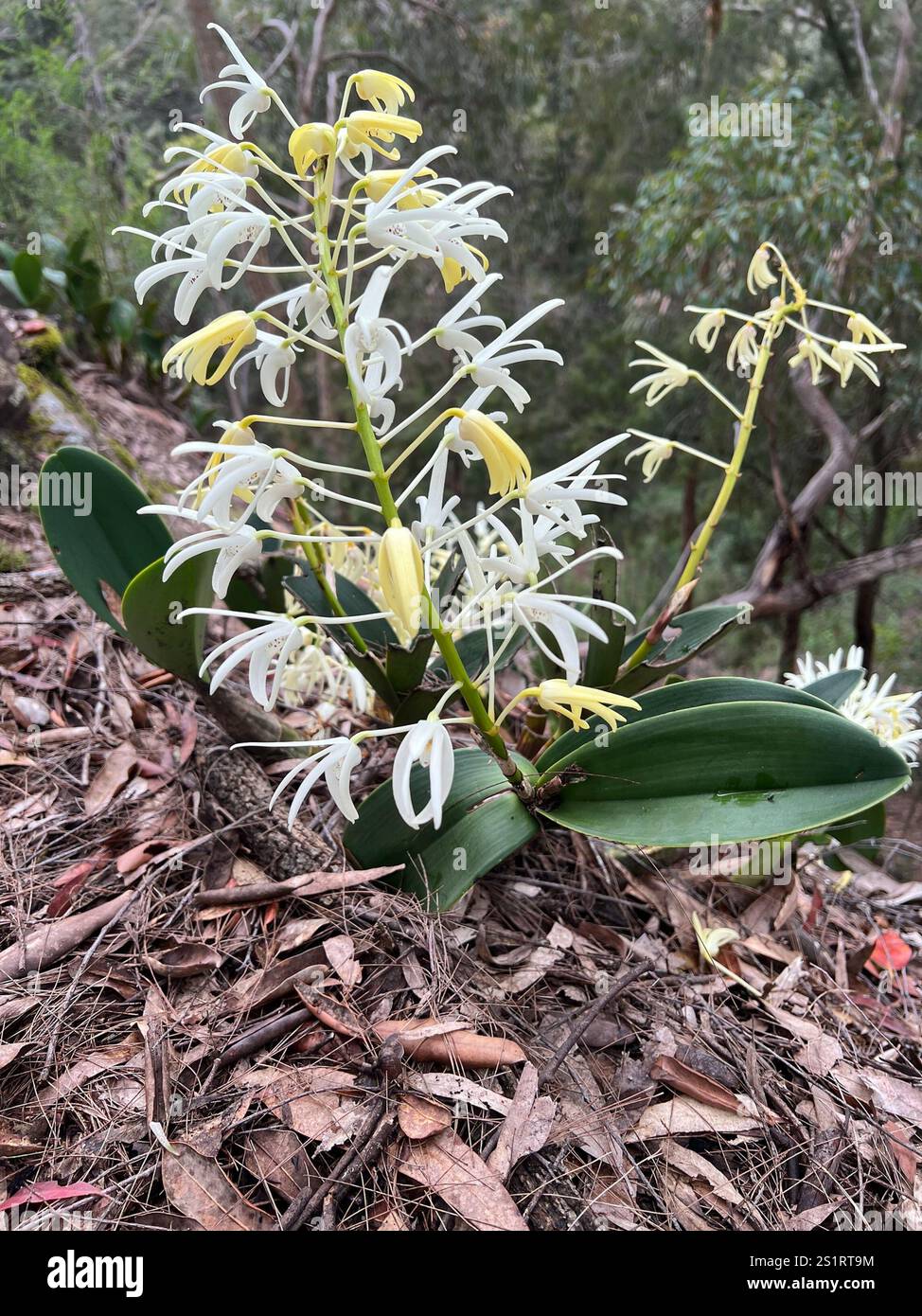rock orchid (Dendrobium speciosum Stock Photo - Alamy