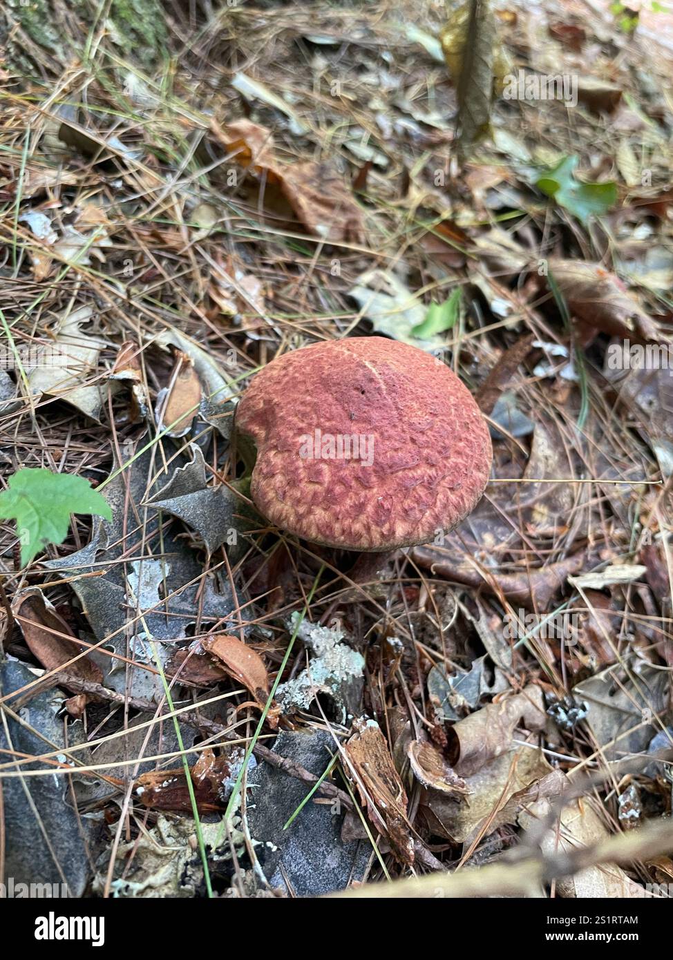 Painted Suillus (Suillus spraguei Stock Photo - Alamy