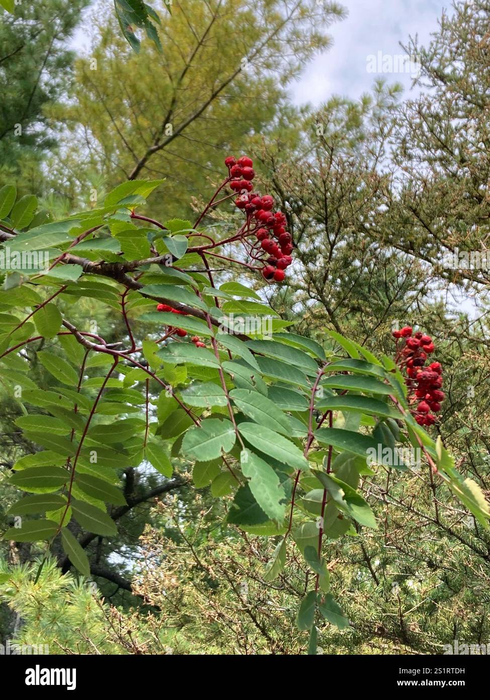 showy mountain-ash (Sorbus decora Stock Photo - Alamy