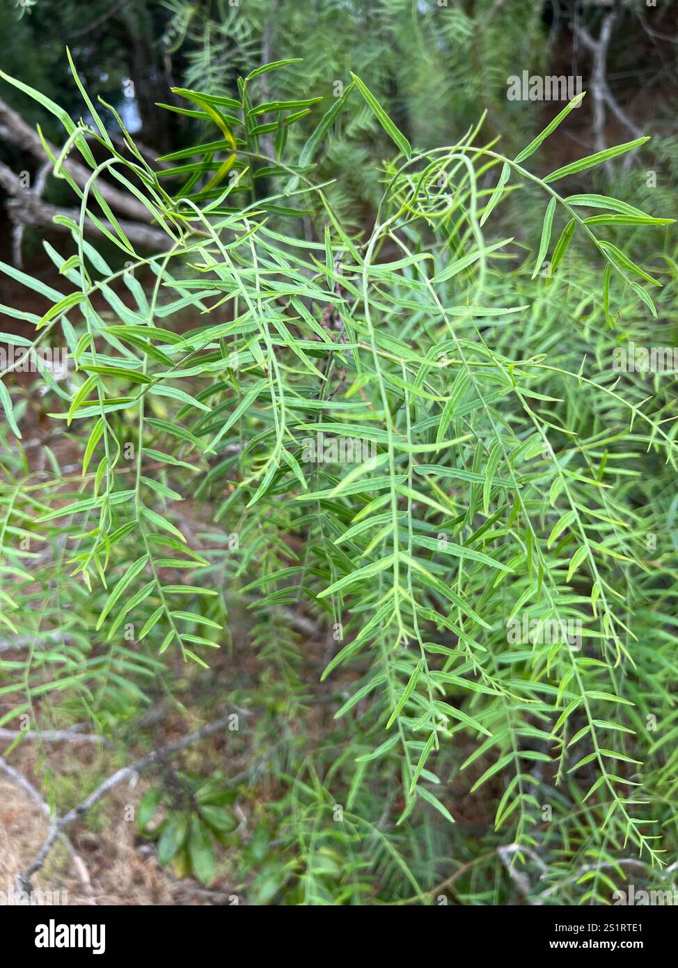 Peruvian Pepper Tree (Schinus molle Stock Photo - Alamy