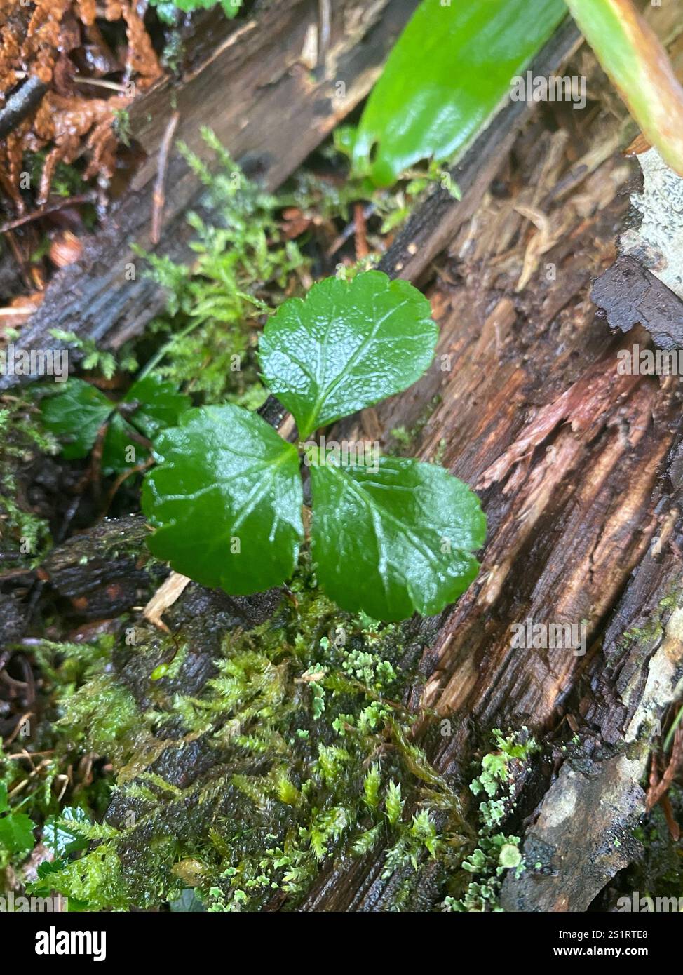 threeleaf goldthread (Coptis trifolia Stock Photo - Alamy