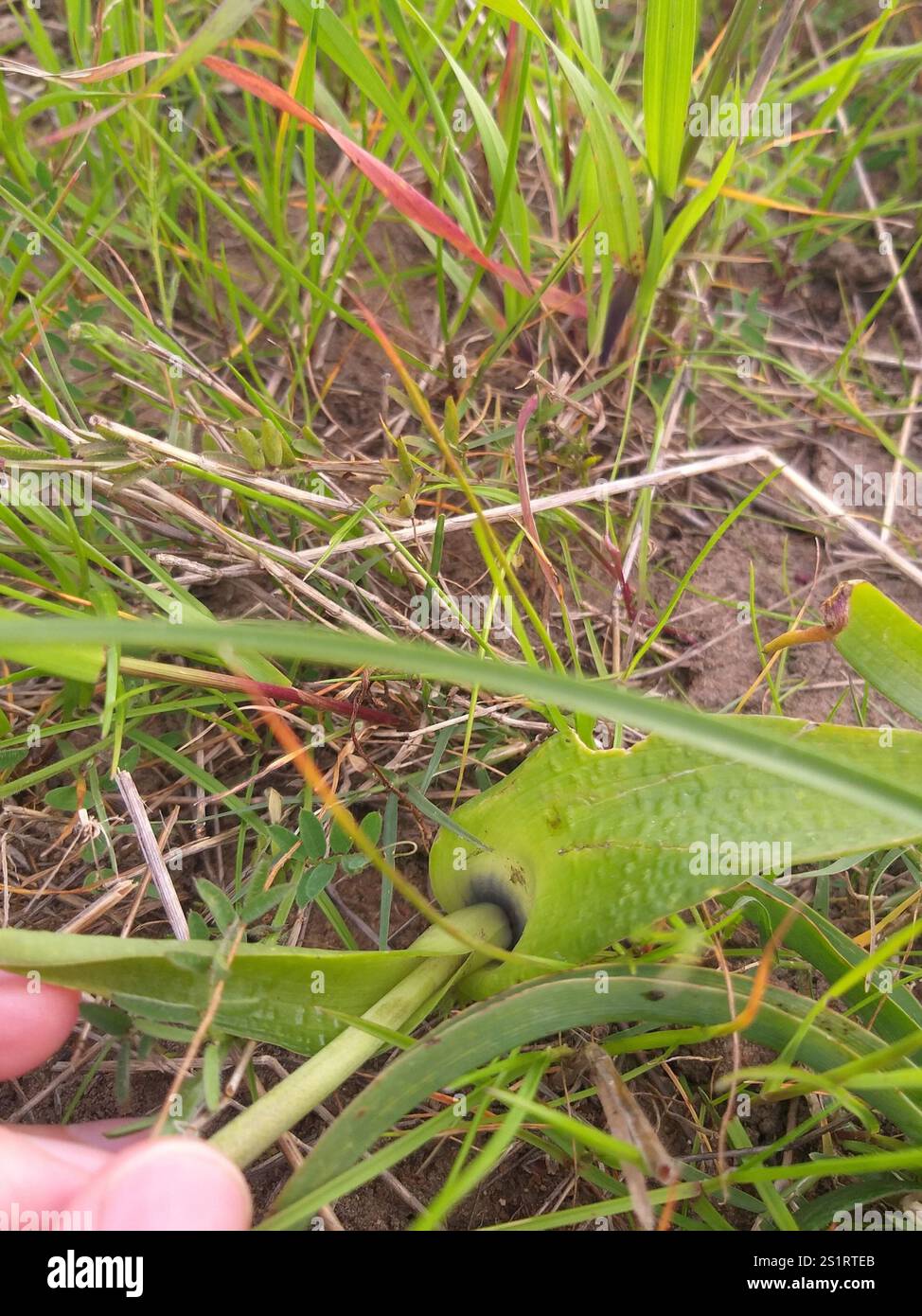 Pale Viooltjie (Lachenalia pallida Stock Photo - Alamy