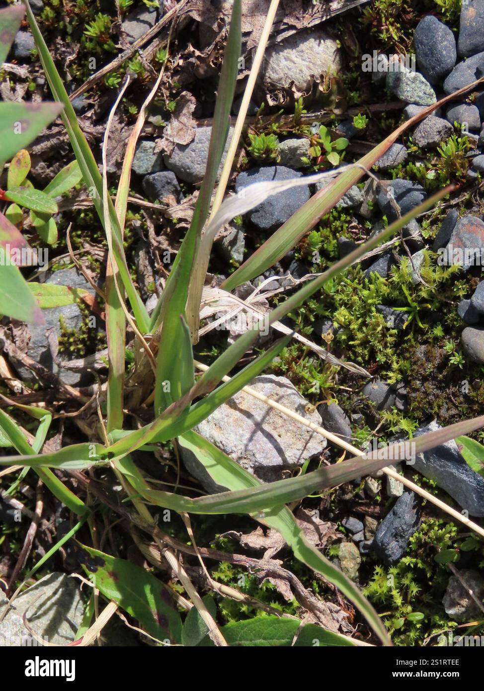 Alpine Timothy (Phleum alpinum Stock Photo - Alamy