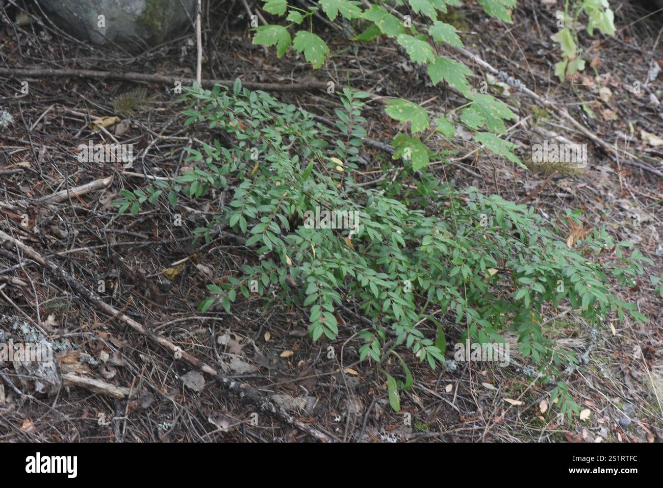 Oregon Boxwood (Paxistima myrsinites Stock Photo - Alamy