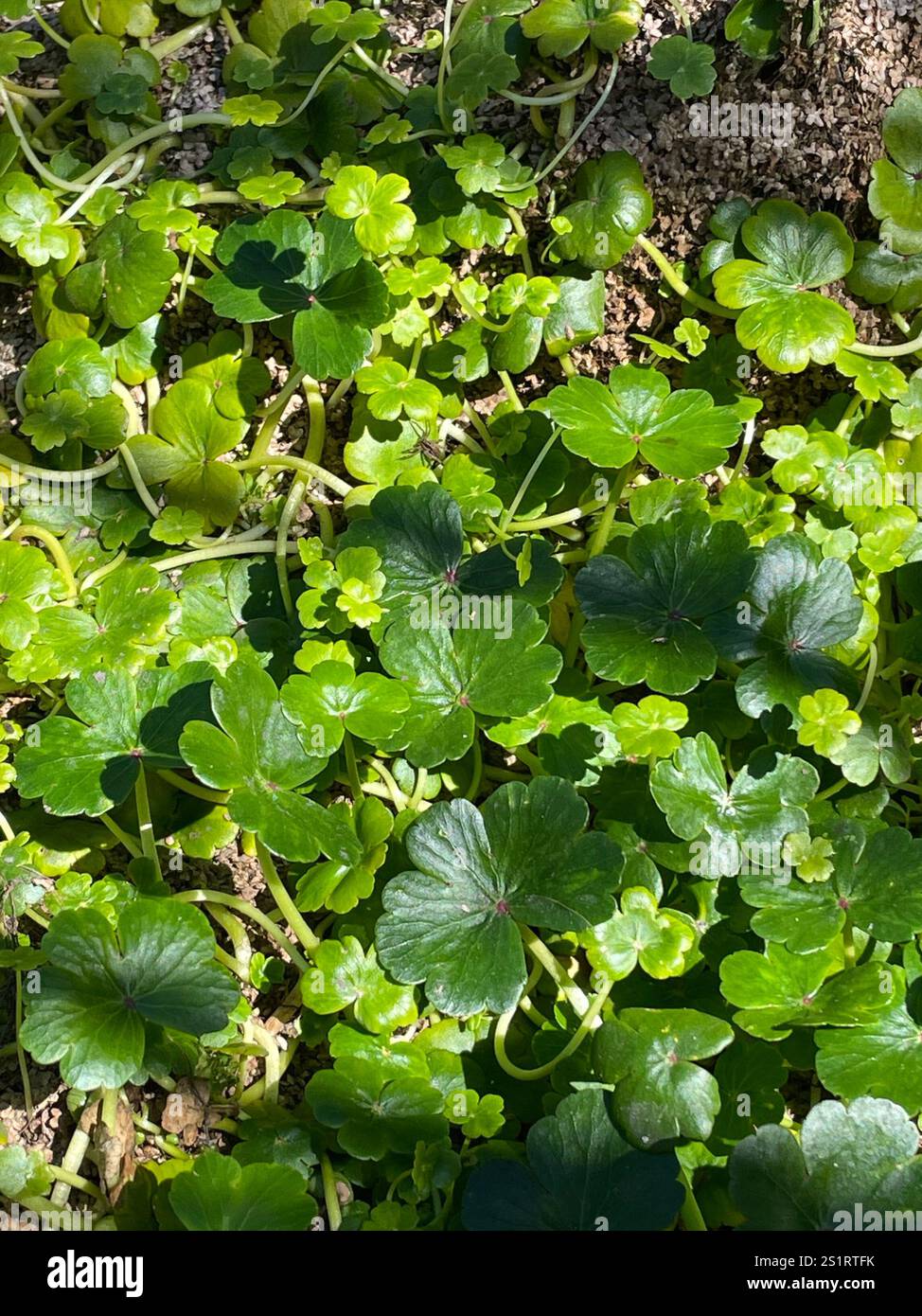 floating marsh pennywort (Hydrocotyle ranunculoides Stock Photo - Alamy