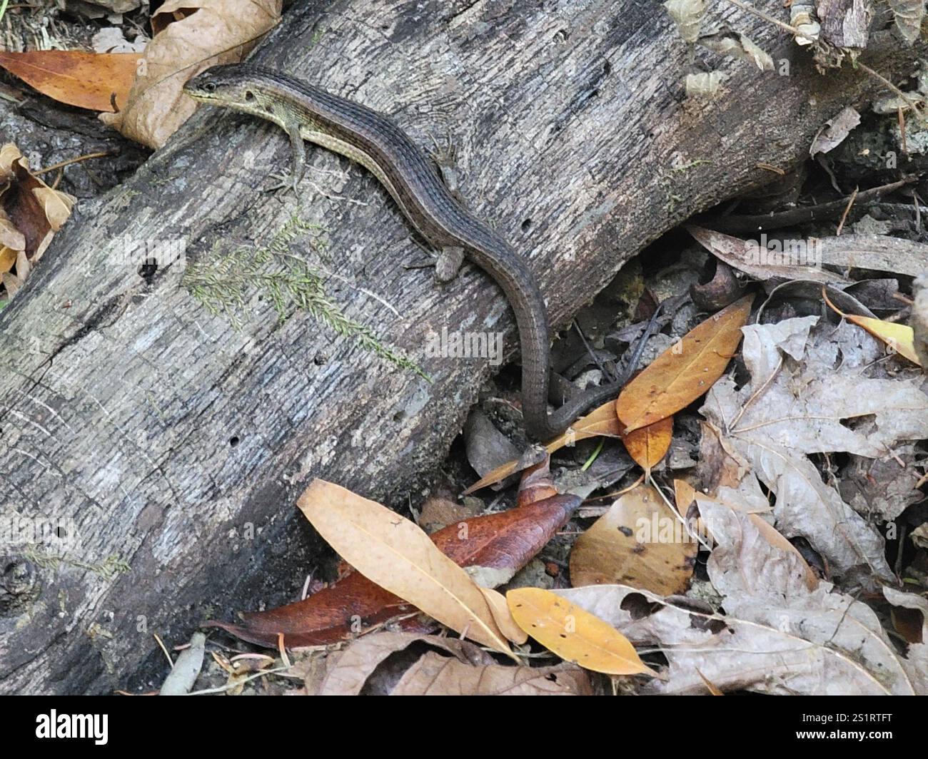 Northern Alligator Lizard (Elgaria coerulea Stock Photo - Alamy