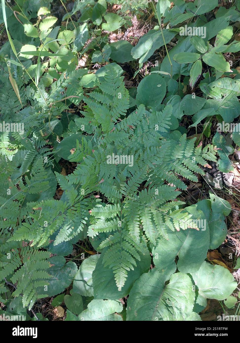eagle fern (Pteridium aquilinum latiusculum Stock Photo - Alamy