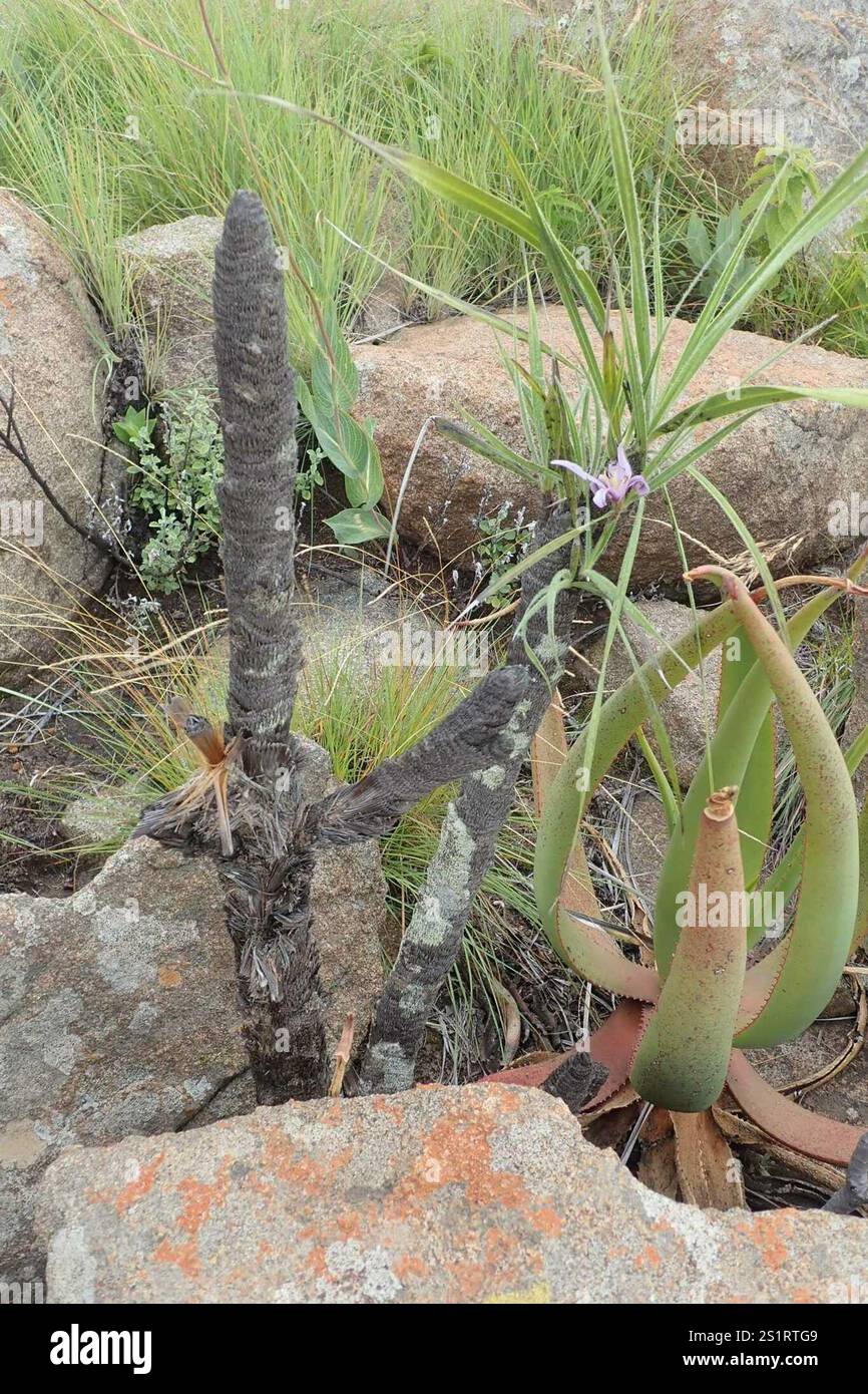 Monkeys Tail (Xerophyta retinervis Stock Photo - Alamy