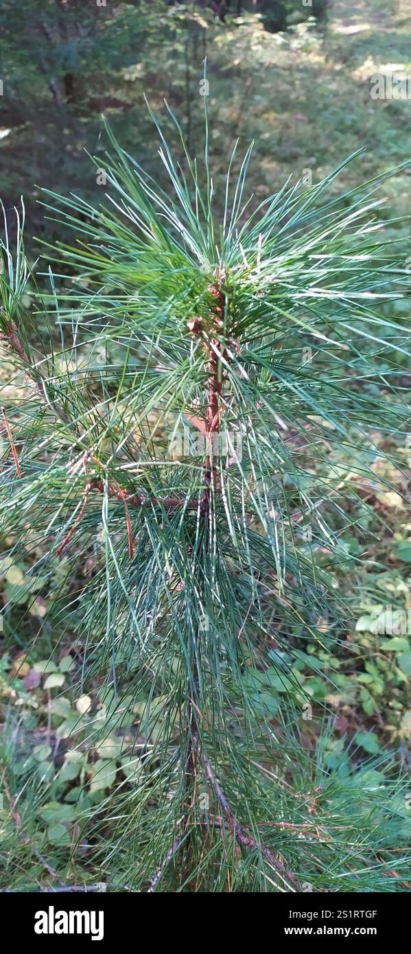 Siberian pine (Pinus sibirica Stock Photo - Alamy