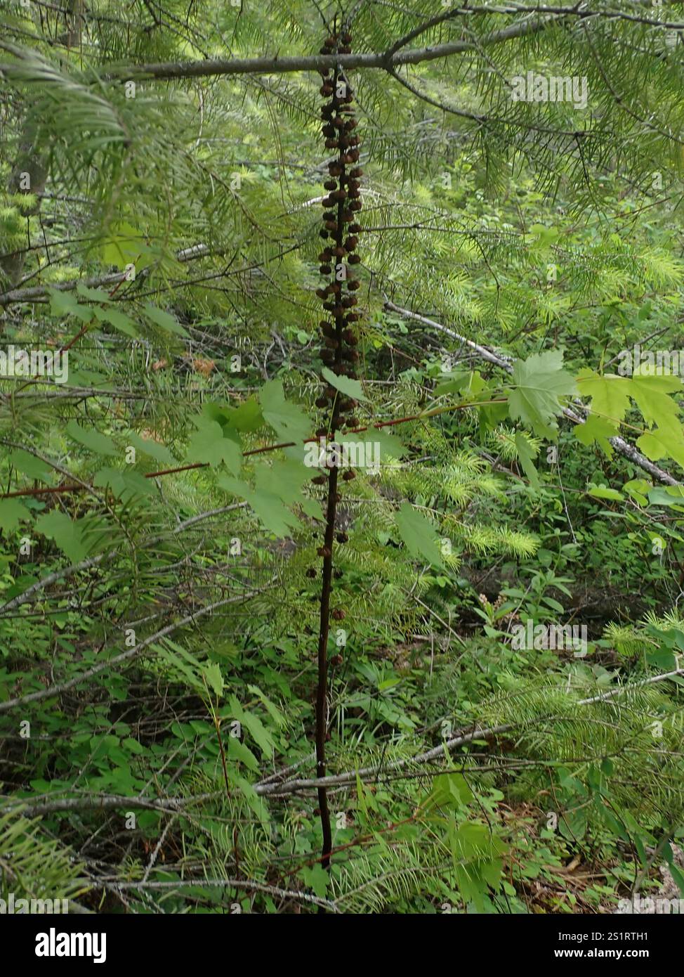 woodland pinedrops (Pterospora andromedea Stock Photo - Alamy