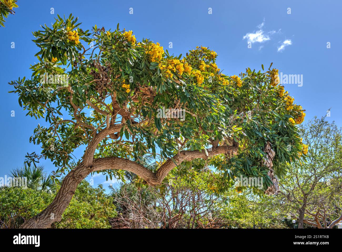 Growing Sideways is a Yellow Acacia Flowering Florida Tree Stock Photo ...