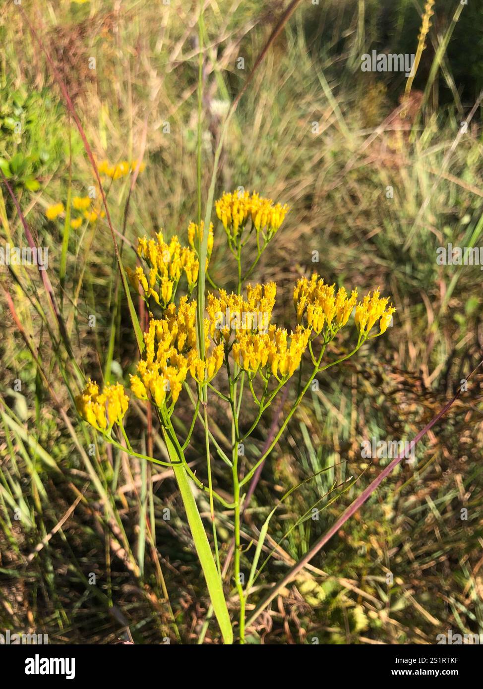 pineland rayless goldenrod (Bigelowia nudata Stock Photo - Alamy
