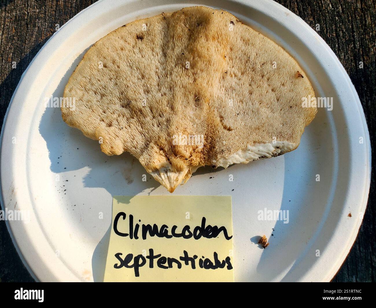 Northern Tooth (Climacodon septentrionalis Stock Photo - Alamy