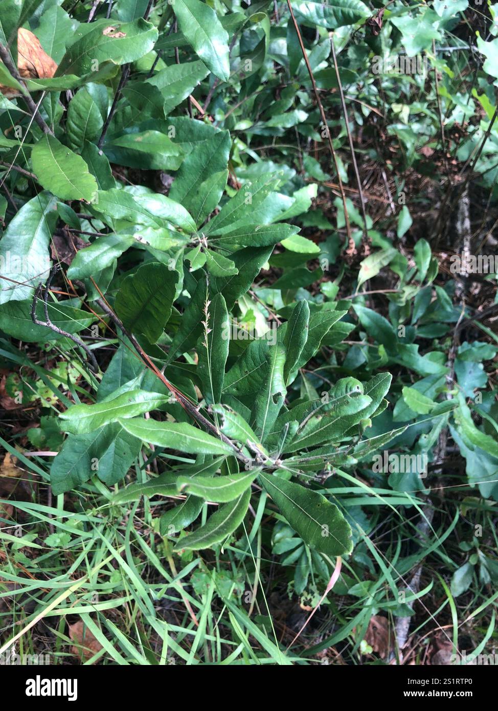 southern bayberry (Morella caroliniensis Stock Photo - Alamy