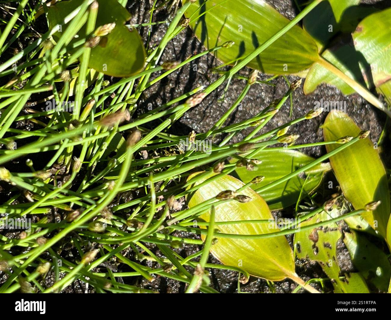 Yellow Spikerush (Eleocharis flavescens Stock Photo - Alamy