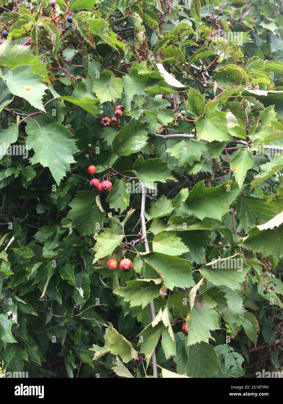 Scarlet Hawthorn (Crataegus coccinea Stock Photo - Alamy